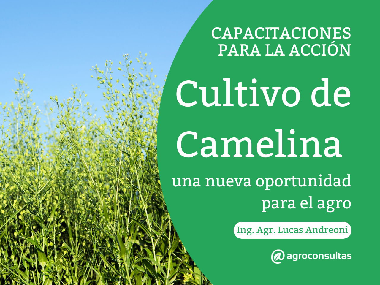 Evento Online: Cultivo de Camelina: una nueva oportunidad para el agro ...